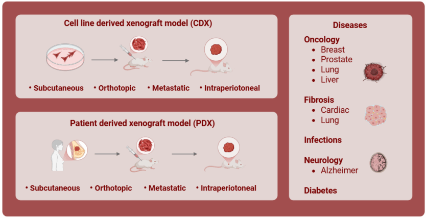 Preclinical disease models – OITL